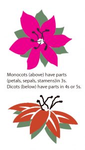 Monocot and Dicot Flower – Edinburgh Garden School