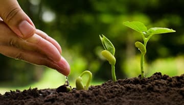 RHS Level 2 Principles of Plant Growth – Edinburgh Garden School